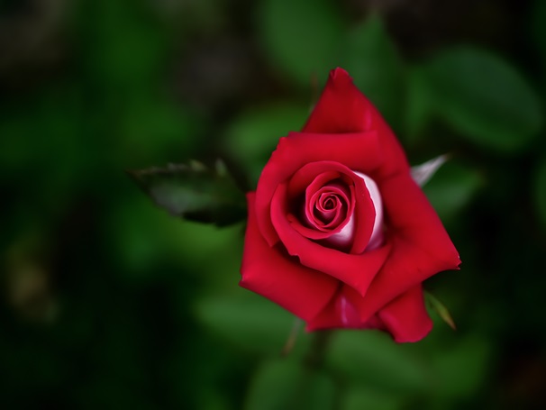 第19回フォトコンテスト 入賞作品 – 湧永満之記念庭園